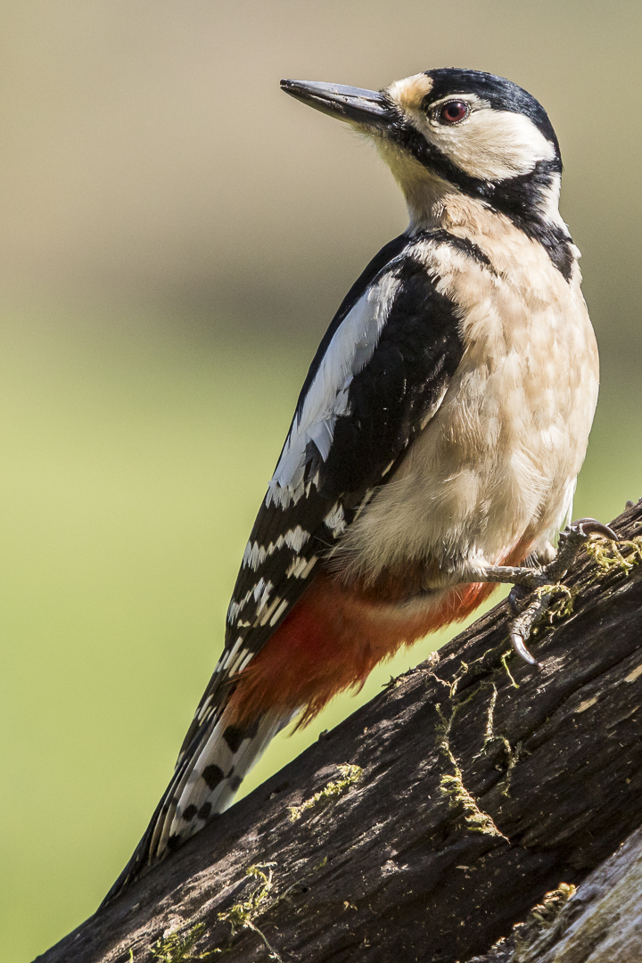 Buntspecht - weibchen Foto & Bild | world, natur, europa Bilder auf ...