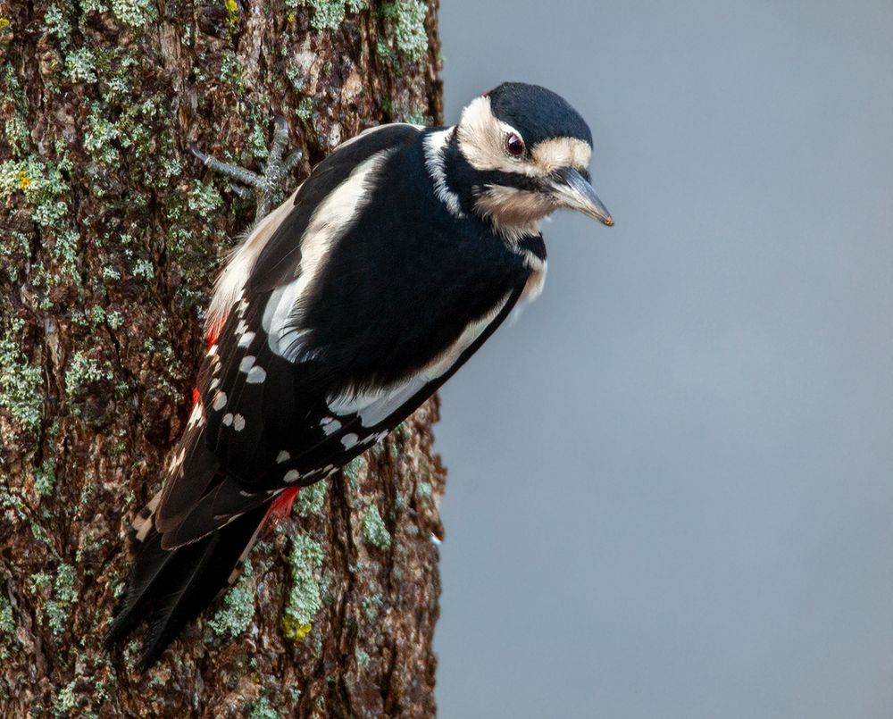 Buntspecht Weibchen Foto & Bild | tiere, wildlife, wild lebende vögel ...