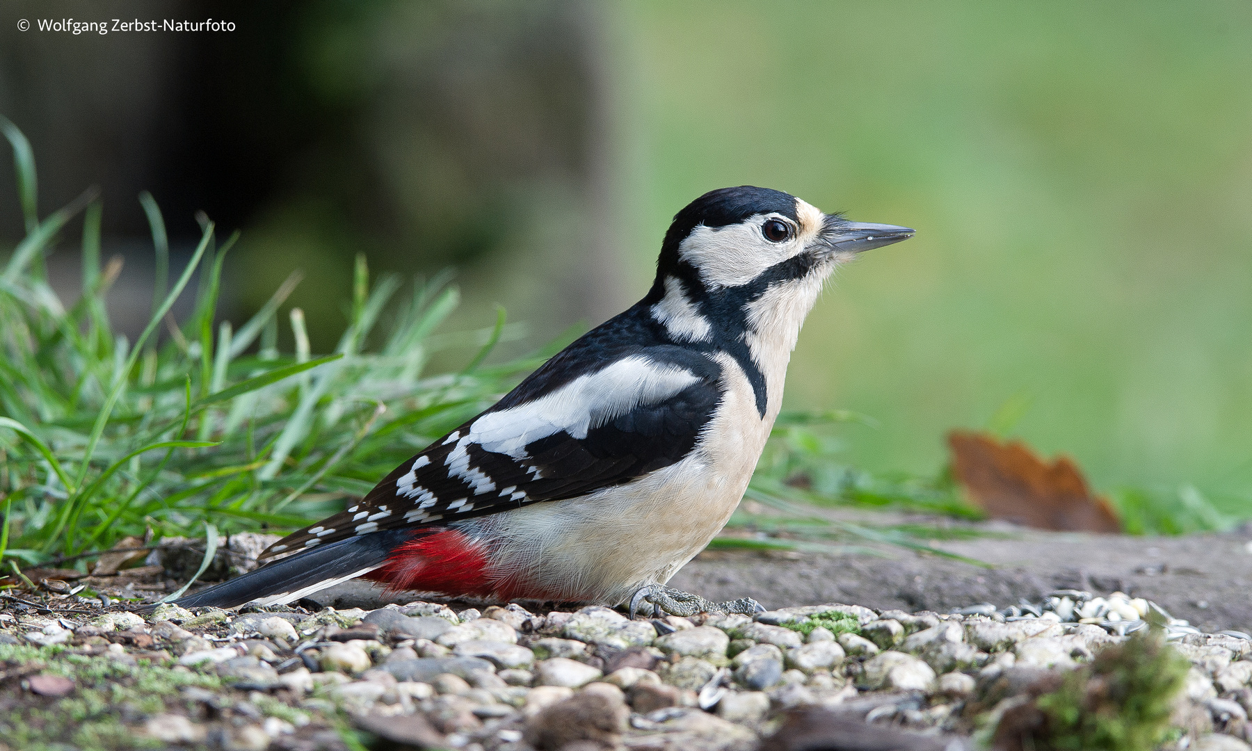 Buntspecht weibl. --- Foto & Bild | fotos, winter, frühling Bilder auf ...