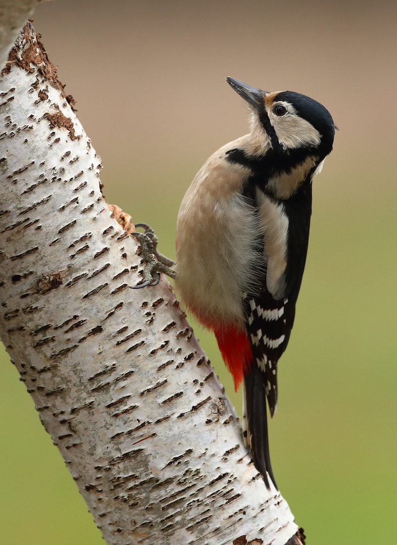 Buntspecht Weiblich Foto & Bild | tiere, wildlife, wild lebende vögel ...