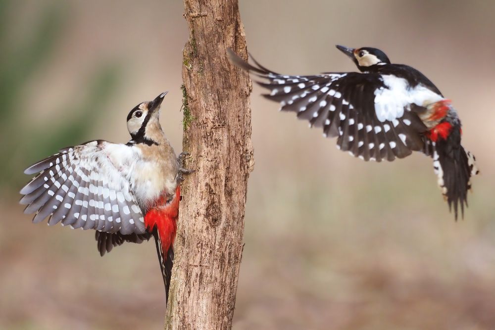 BUNTSPECHTE ... Foto & Bild | tiere, wildlife, wild lebende vögel ...