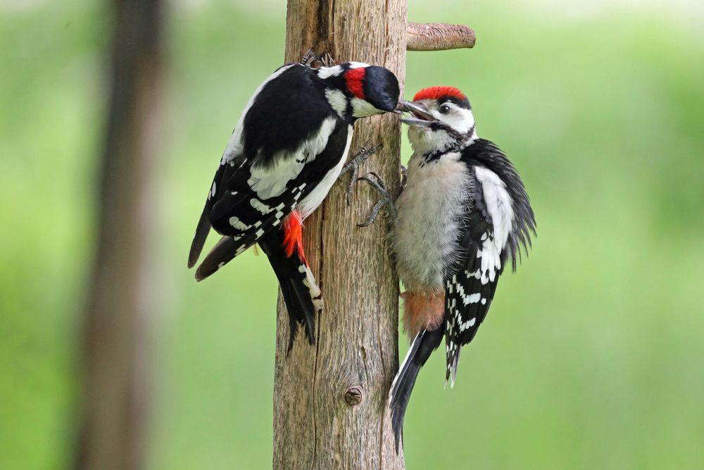 Buntspechte Foto & Bild | europe, scandinavia, finland Bilder auf ...