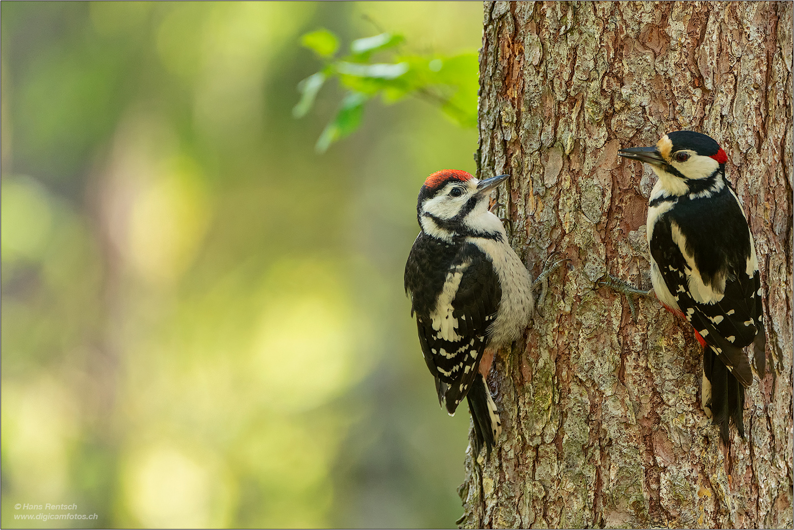 Buntspechte Foto & Bild | tiere, wildlife, wild lebende vögel Bilder ...