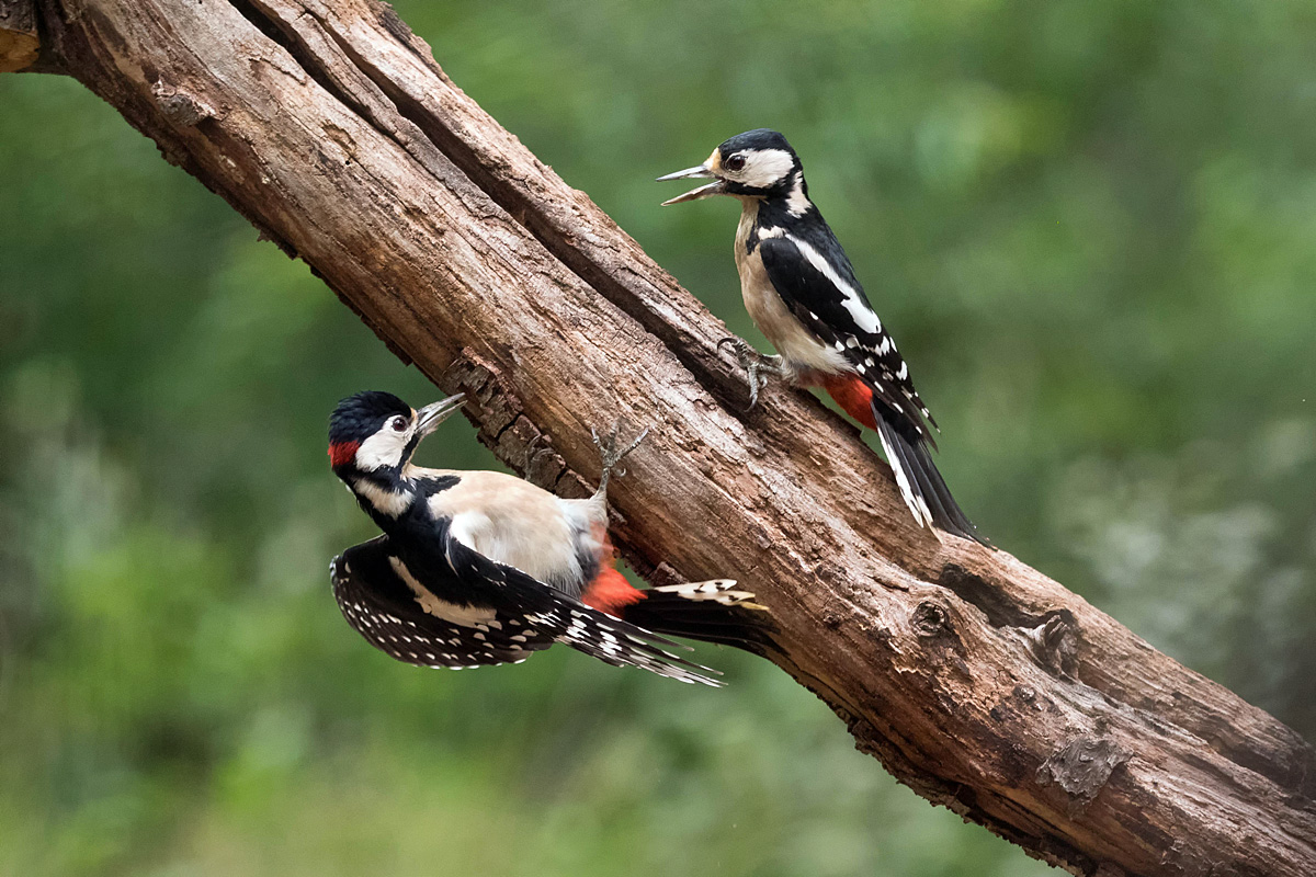 Buntspechte Foto & Bild | tiere, wildlife, wild lebende vögel Bilder ...