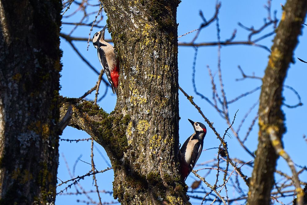 Buntspechte Foto & Bild | natur, tiere, vögel Bilder auf fotocommunity