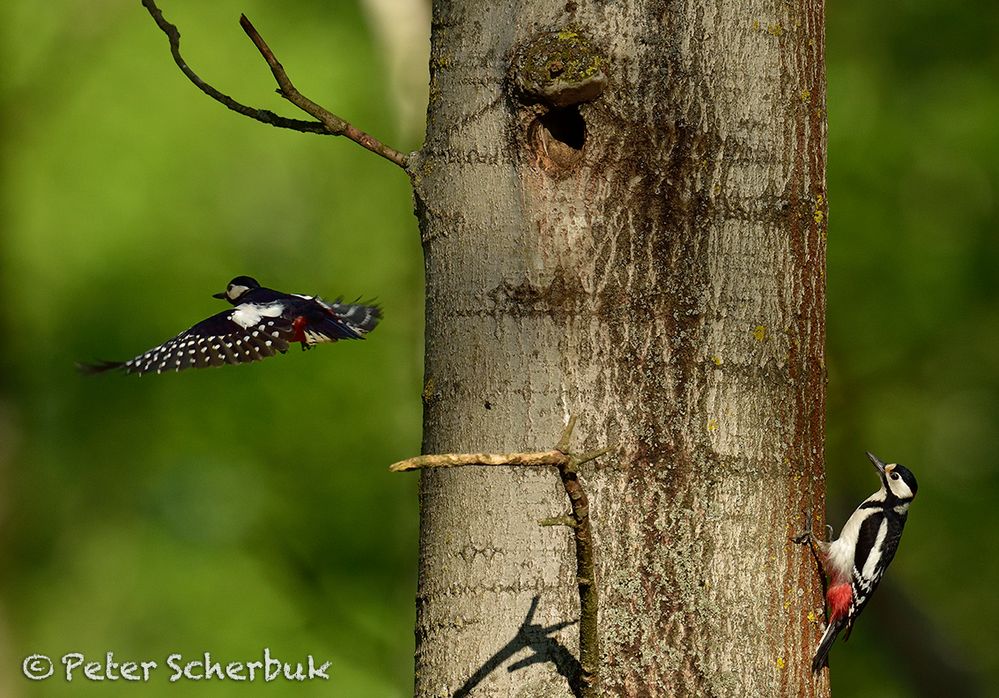 Buntspechte... Foto & Bild | tiere, wildlife, wild lebende vögel Bilder ...