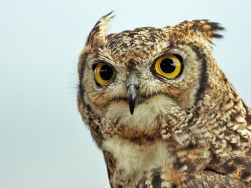 buo Imagen & Foto | animales, aves, naturaleza Fotos de fotocommunity