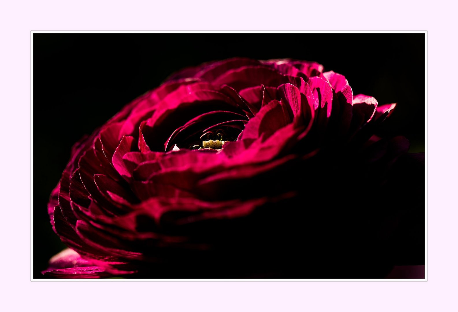 Burgundy ranunculus... Foto & Bild | blumen, makro, natur Bilder auf ...
