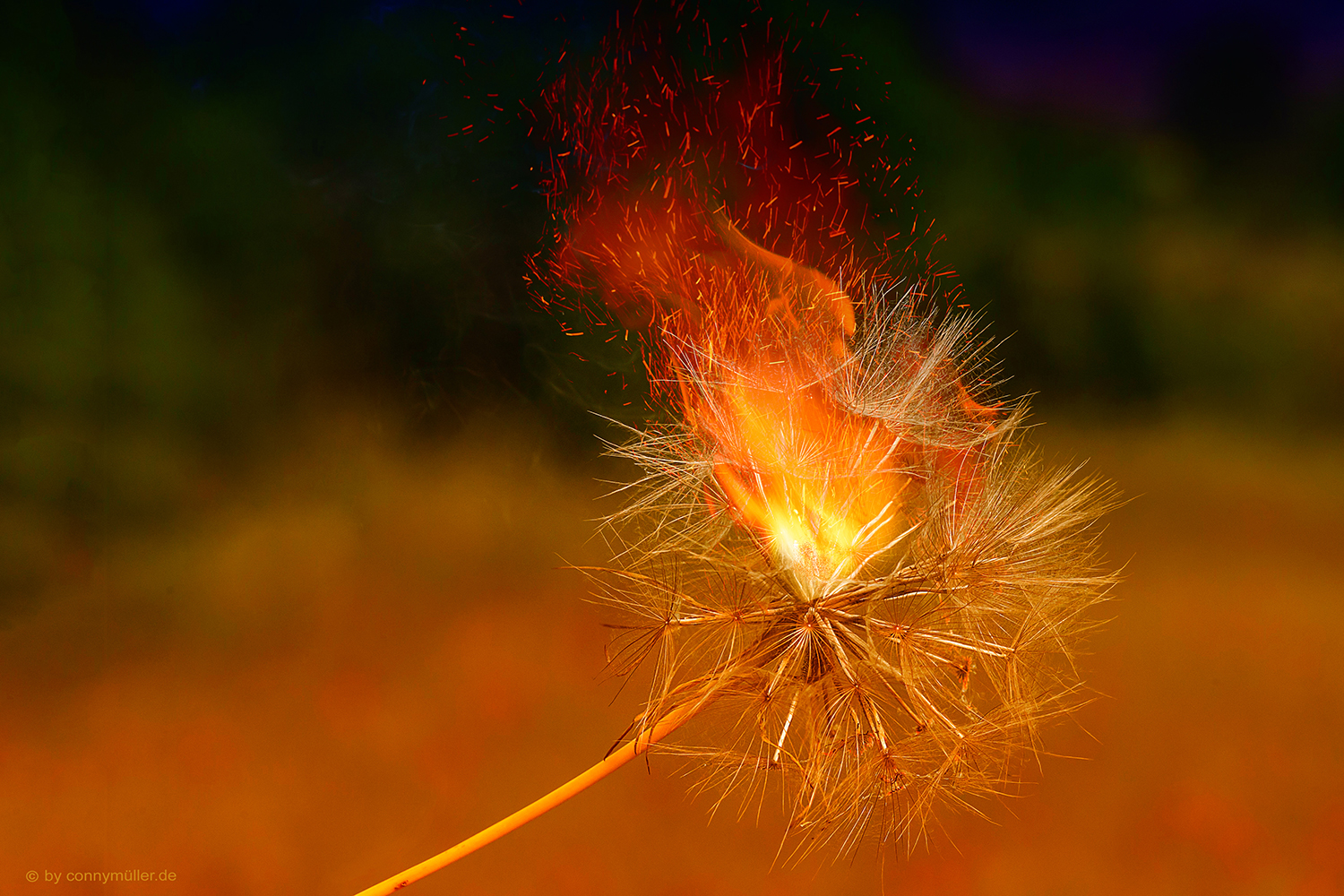 burning flower Foto & Bild | natur, pflanzen, löwenzahn Bilder auf ...