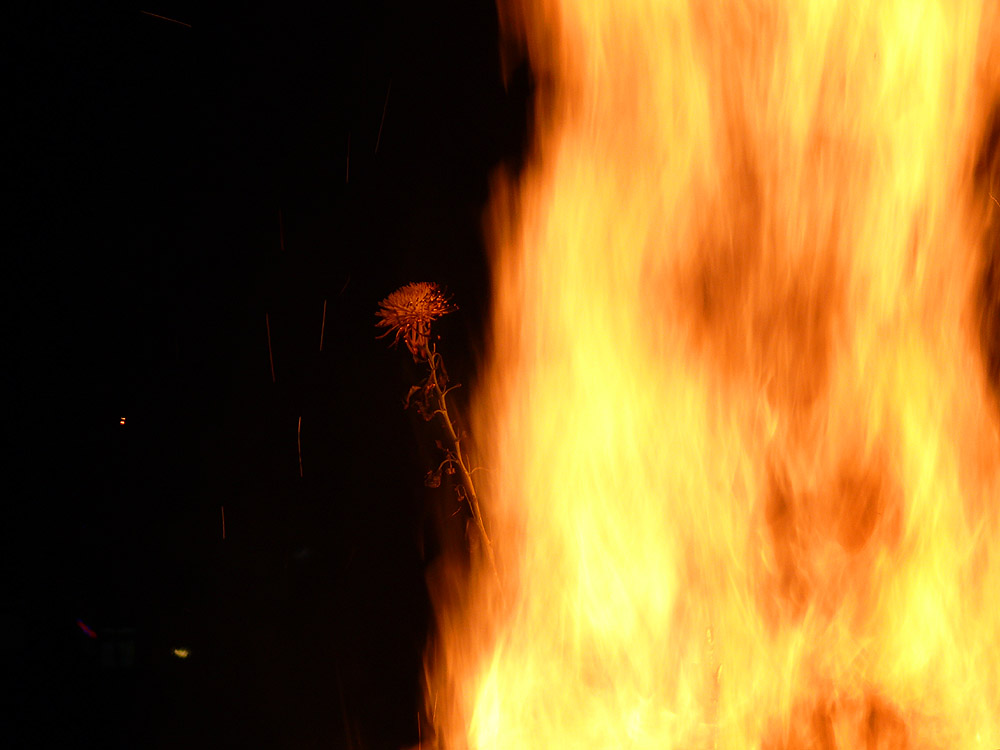 burning flower Foto & Bild | die elemente, natur Bilder auf fotocommunity