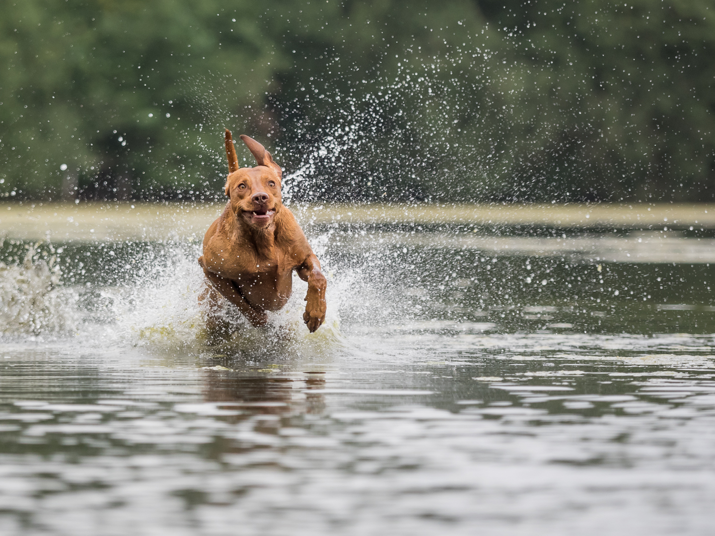 burning-fly Foto & Bild | apportieren, hunde, hund Bilder auf fotocommunity
