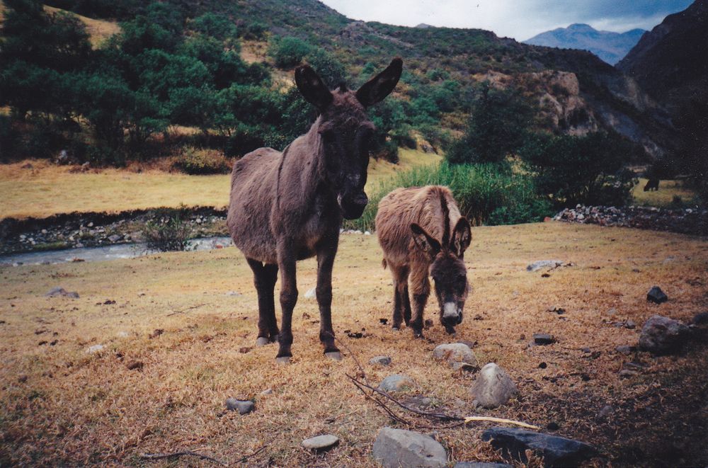 Burrita y su pollino Imagen & Foto | animales, animales domésticos ...