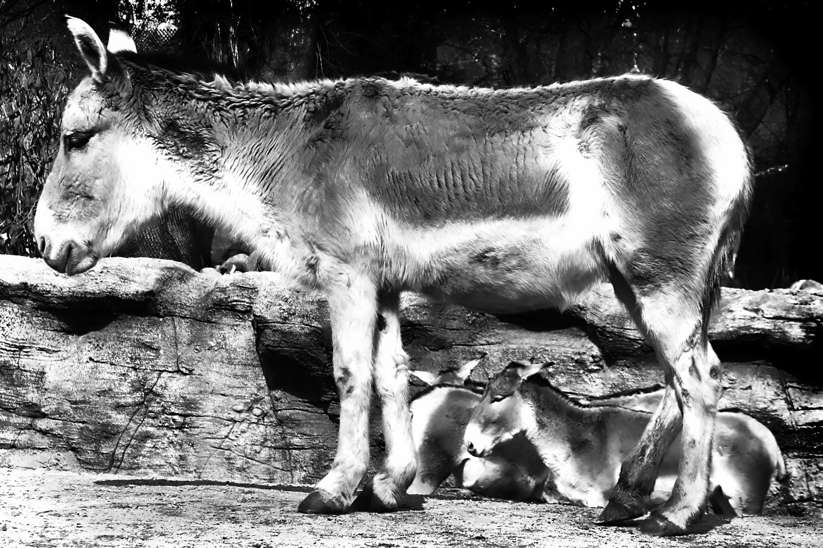 Burro Foto & Bild | tiere, haustiere, zoo, wildpark & falknerei Bilder ...