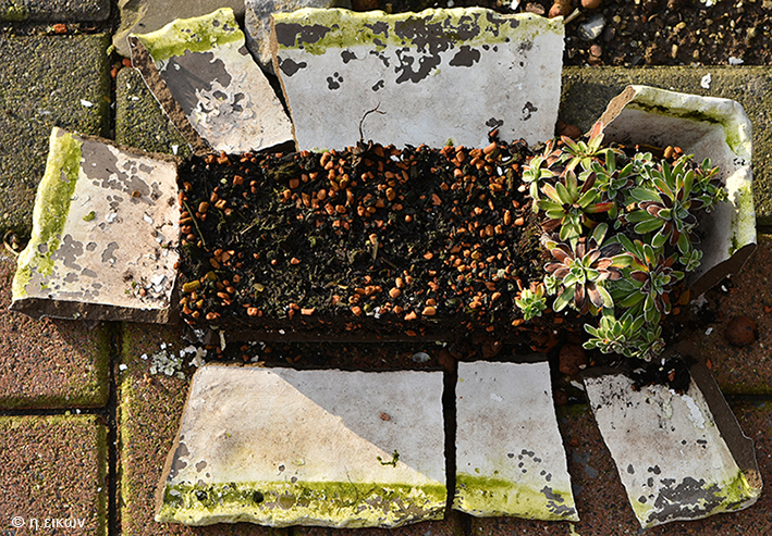 burst open form Foto & Bild | pflanzen, pilze & flechten, pflanzen im ...