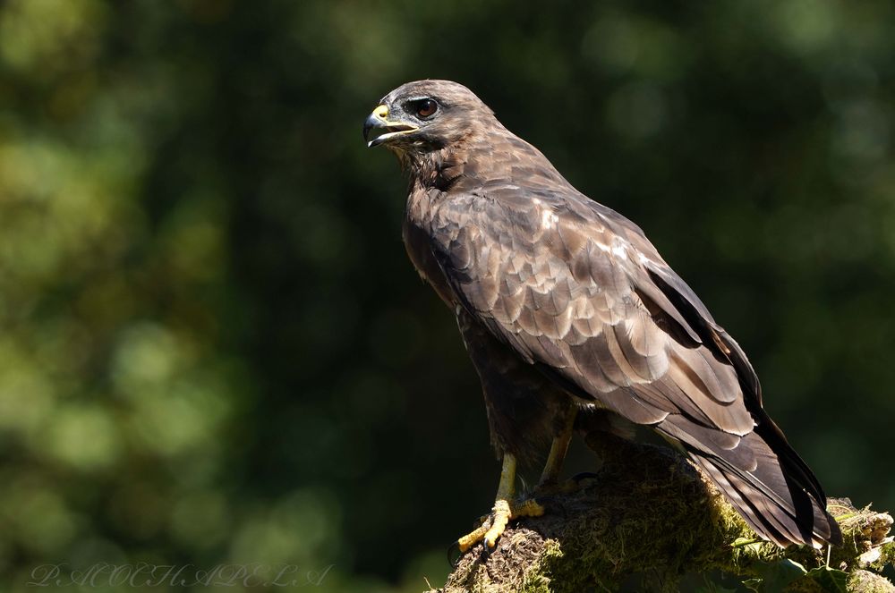 Busardo ratonero Imagen & Foto | animales, aves, fotos Fotos de ...