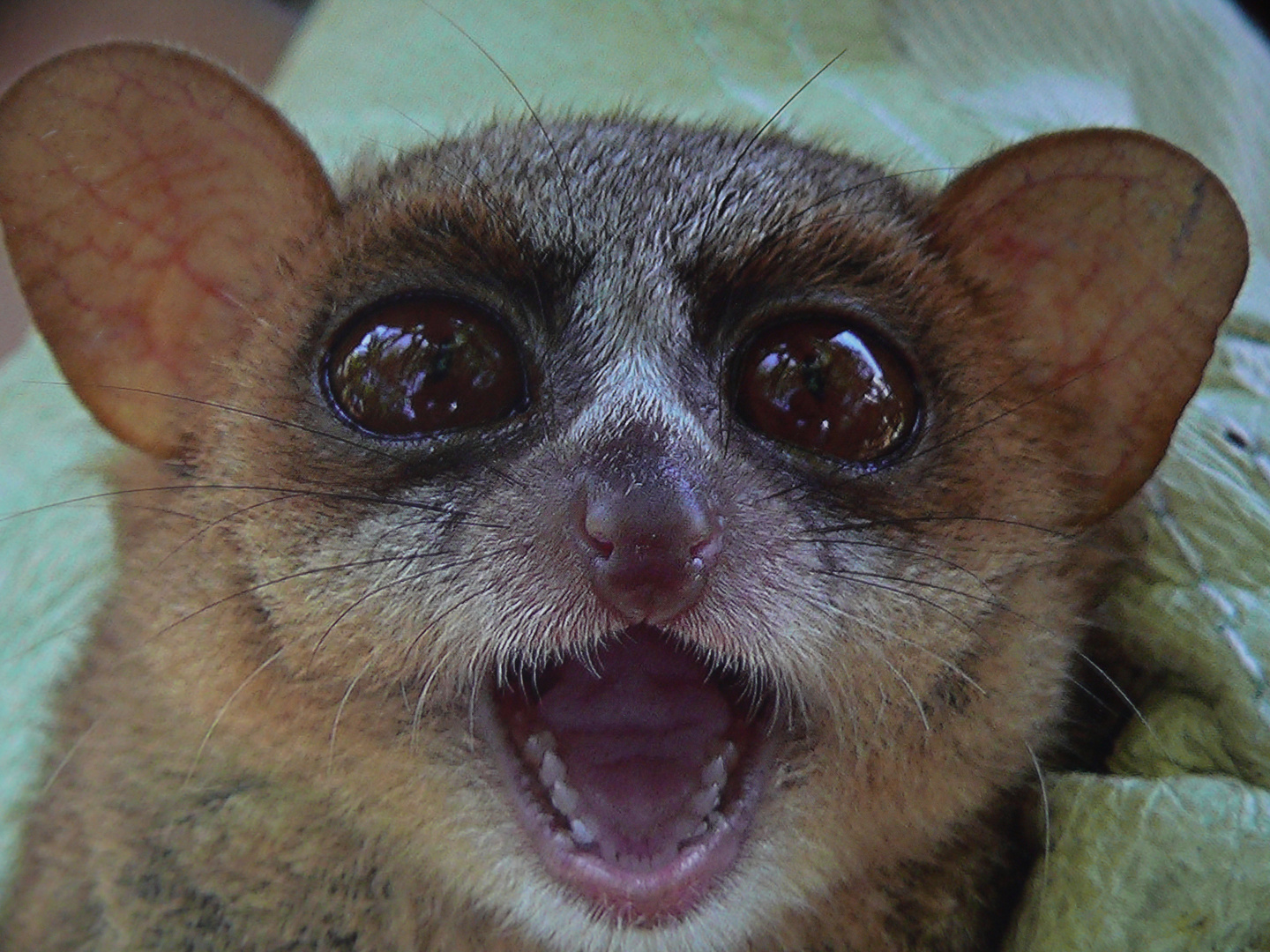 Buschbaby Foto & Bild | buschbaby-säugetier-zootier-tierbaby Bilder auf ...