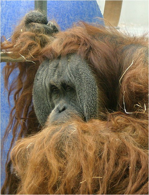 "Buschi" Foto & Bild | tiere, zoo, wildpark & falknerei, säugetiere ...