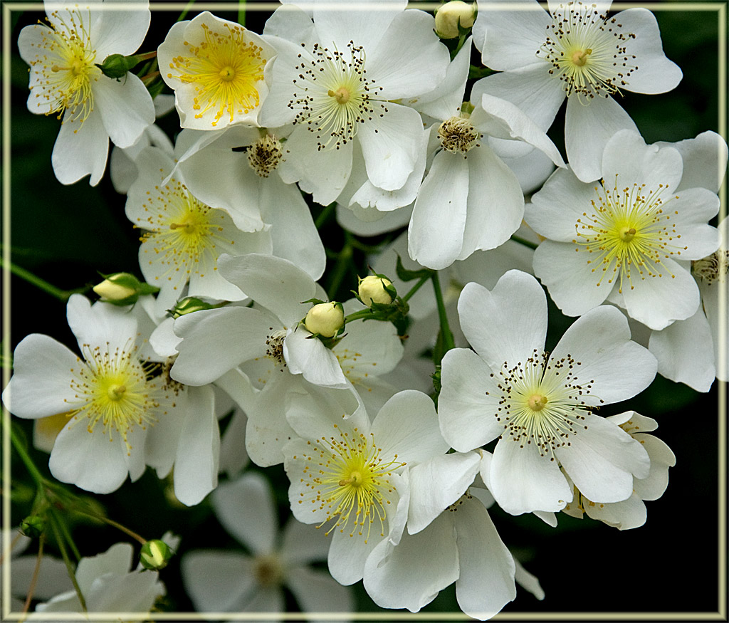 Buschrosen Foto & Bild | natur-kreativ, natur Bilder auf fotocommunity