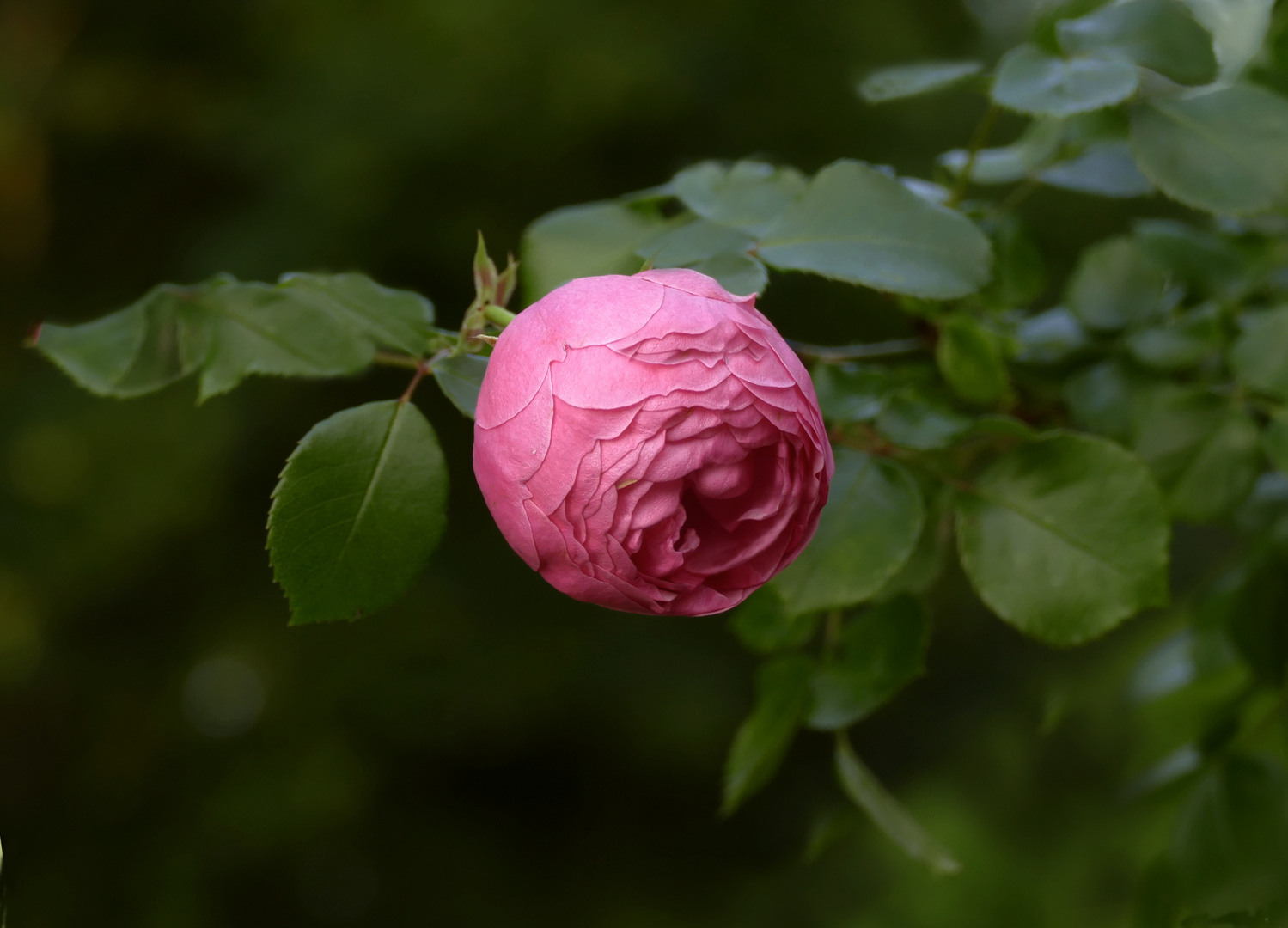 Buschrosen Foto & Bild | blumen , macro, stillleben Bilder auf ...