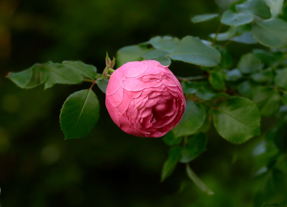 Buschrosen Foto & Bild | blumen , macro, stillleben Bilder auf ...