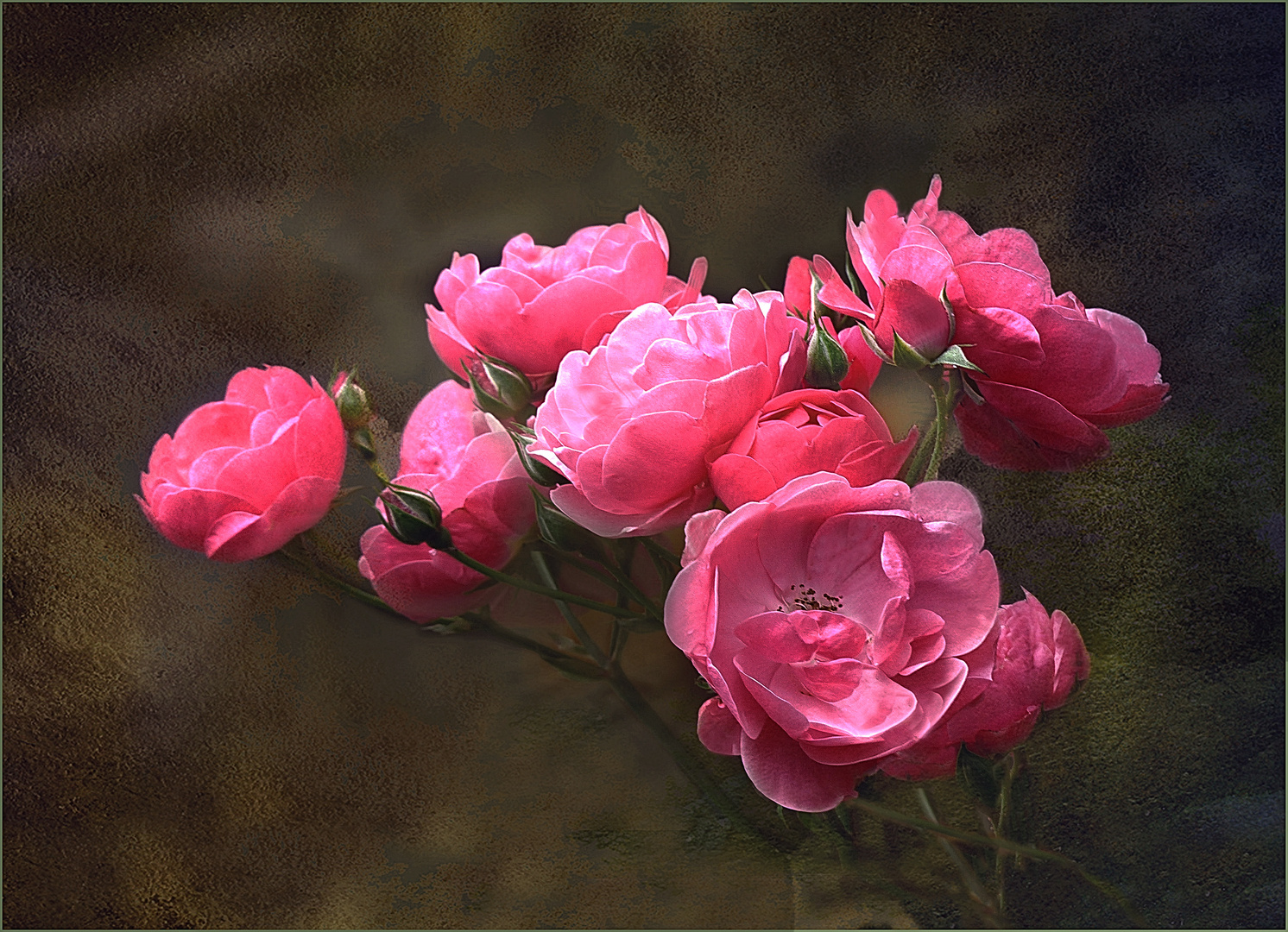 BUSCHROSEN Foto & Bild | blumen , fotos, spezial Bilder auf fotocommunity