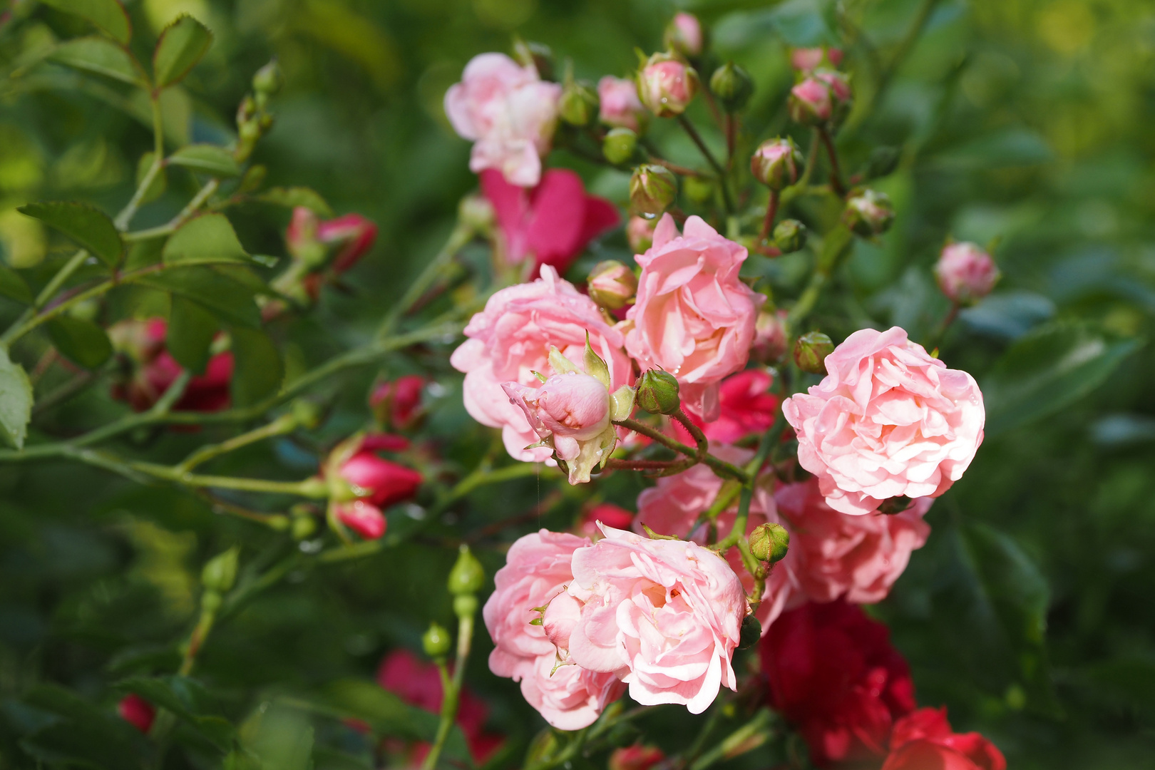 buschrosen Foto & Bild | projekte, 3 - mittwochsblümchen, thementage ...