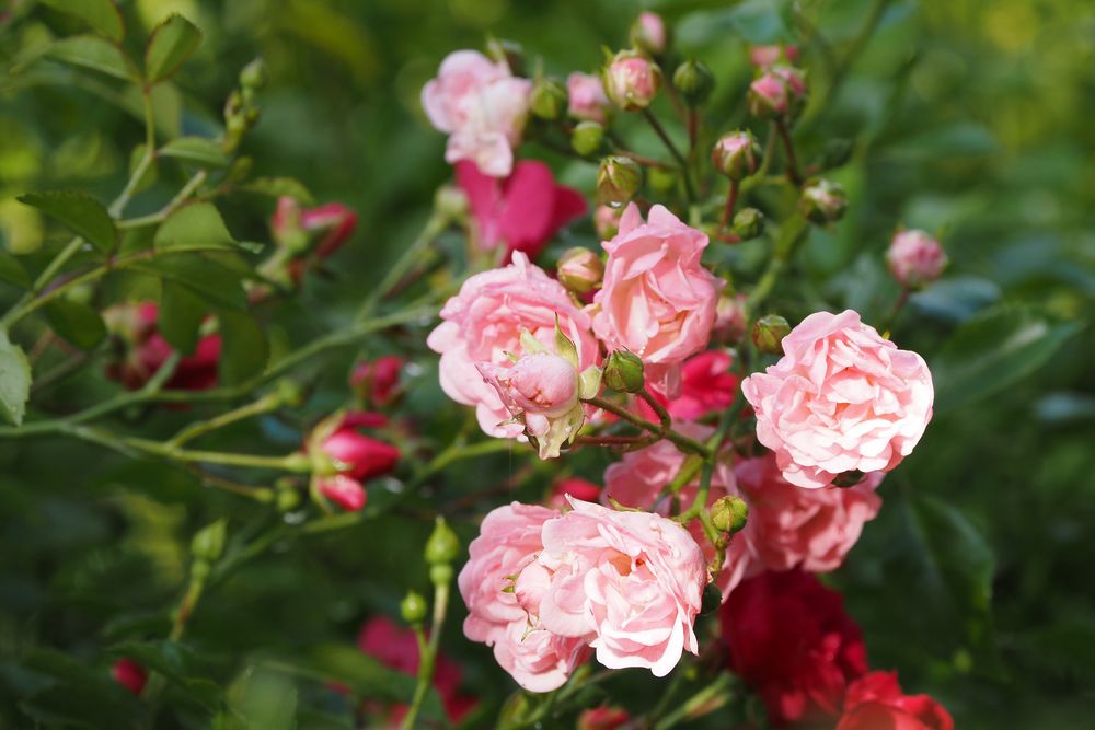 buschrosen Foto & Bild | projekte, 3 - mittwochsblümchen, thementage ...
