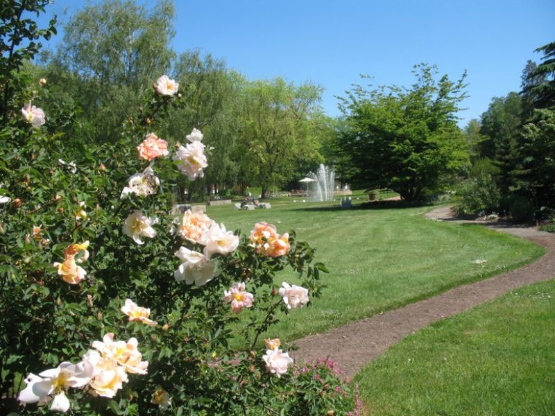 Buschrosen waren die Ersten Foto & Bild | landschaft, garten ...