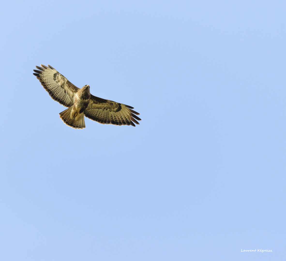 Buse photo et image | animaux, animaux sauvages, oiseaux Images ...