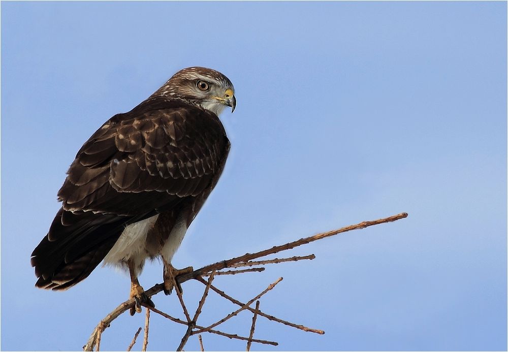 Buse variable photo et image | nature, birds, oiseaux Images fotocommunity