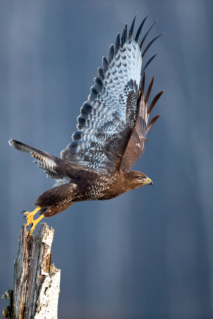 Buse variable photo et image | animaux, animaux sauvages, oiseaux ...