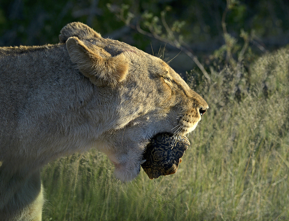 Bush Snack Foto & Bild | tiere, wildlife, africa Bilder auf fotocommunity