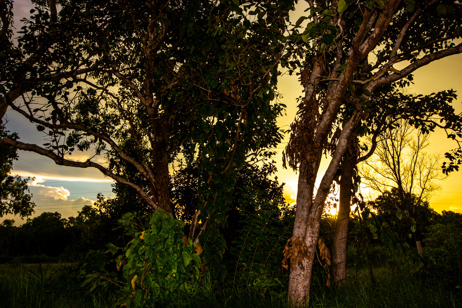 Bush @ Sunset Foto & Bild | australia, nature, sunset Bilder auf ...