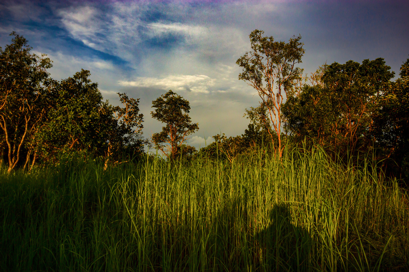 Bush @ Sunset Foto & Bild | australia, nature, sunset Bilder auf ...