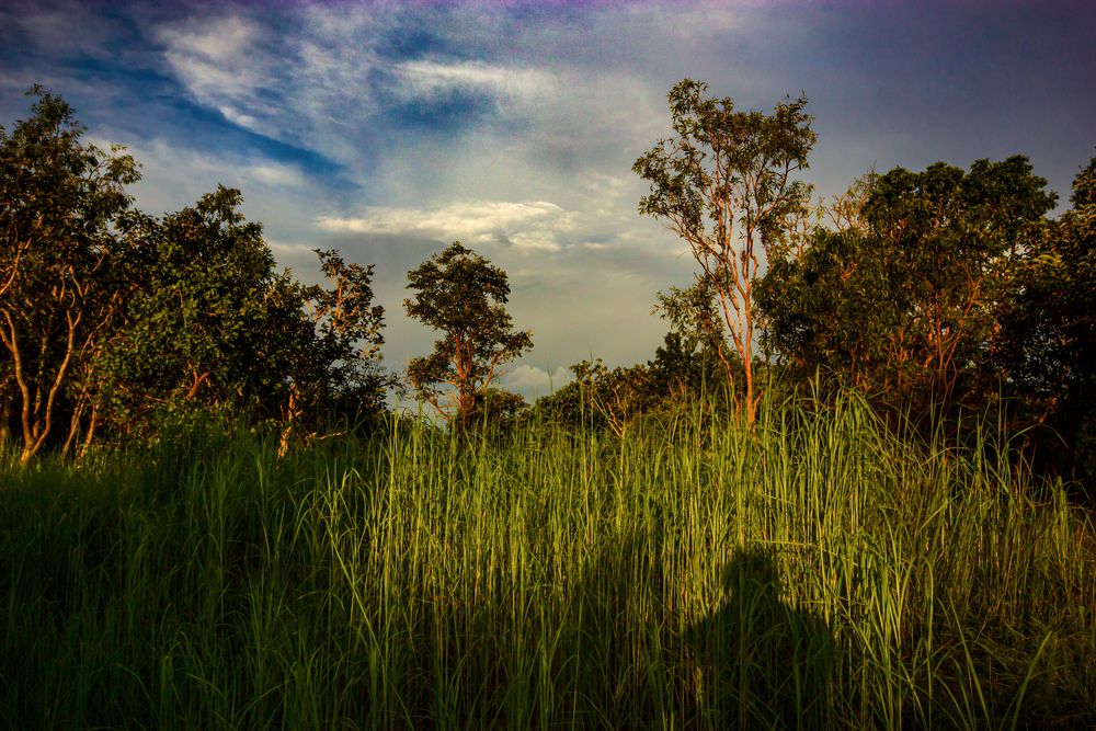 Bush @ Sunset Foto & Bild | australia, nature, sunset Bilder auf ...