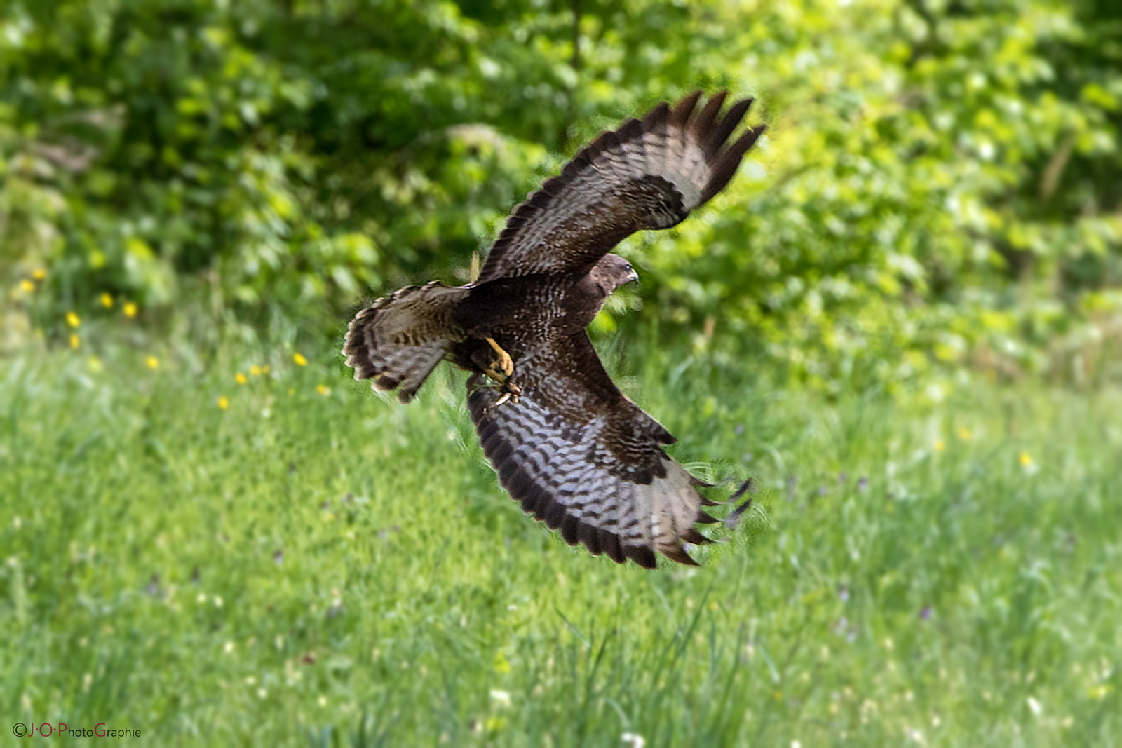 Bussard Foto & Bild | natur, tiere, vögel Bilder auf fotocommunity
