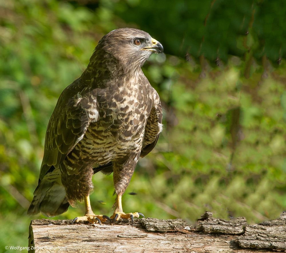 Bussard --- Foto & Bild | fotos, natur, pflanzen Bilder auf fotocommunity