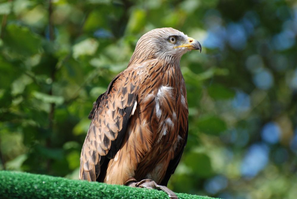 Bussard Foto & Bild | tiere, zoo, wildpark & falknerei, vögel Bilder ...