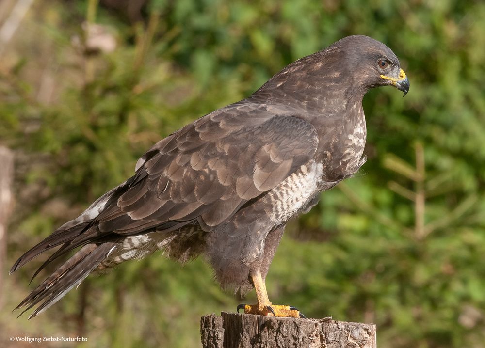 -- Bussard 1 -- Foto & Bild | fotos, world, natur Bilder auf fotocommunity