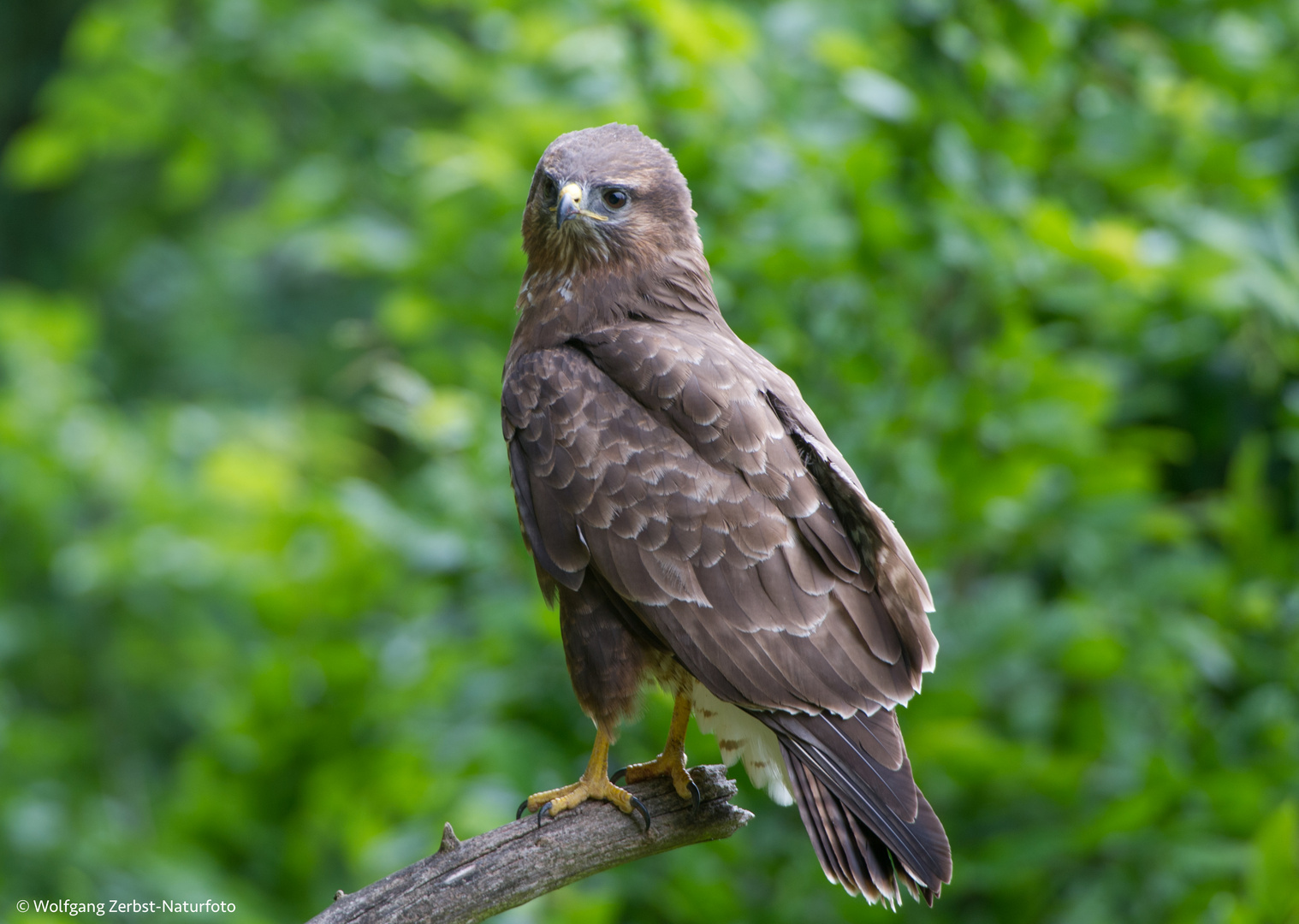 Bussard 1 --- Foto & Bild | fotos, winter, frühling Bilder auf ...