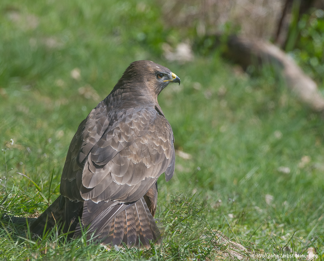 -- Bussard 1 -- Foto & Bild | fotos, world, natur Bilder auf fotocommunity