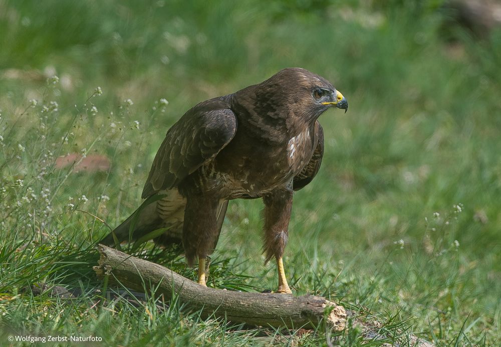 -- Bussard 1 -- Foto & Bild | fotos, world, natur Bilder auf fotocommunity