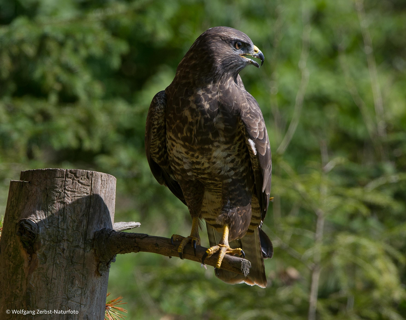 Bussard 1 --- Foto & Bild | fotos, winter, frühling Bilder auf ...