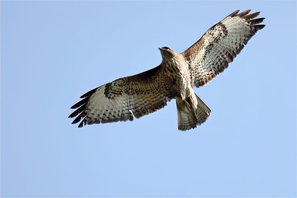 Bussard Foto & Bild | natur, vogel, greifvogel Bilder auf fotocommunity