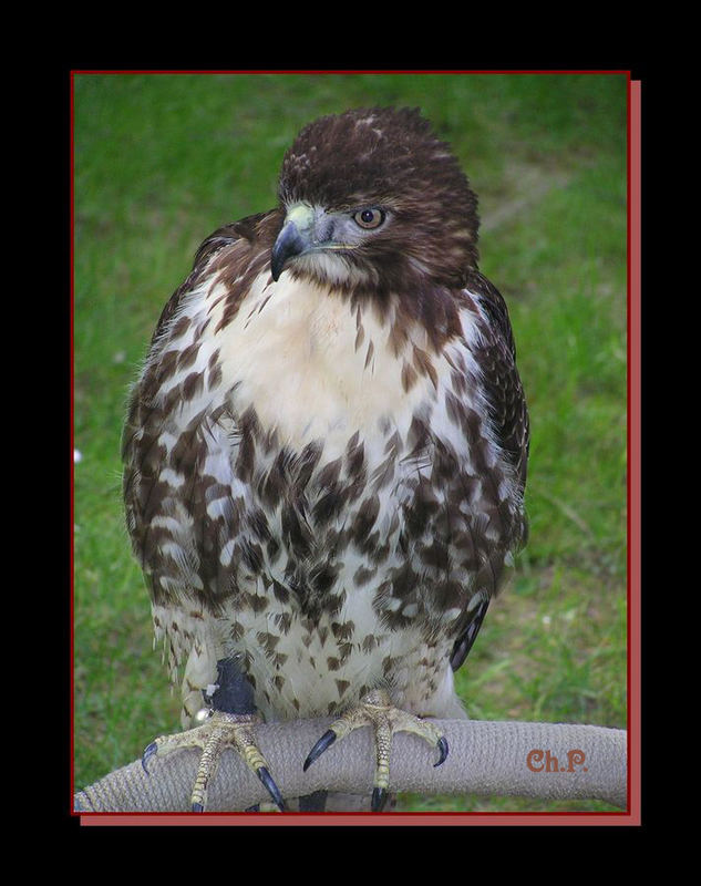 Bussard??? Foto & Bild | tiere, zoo, wildpark & falknerei, vögel Bilder ...