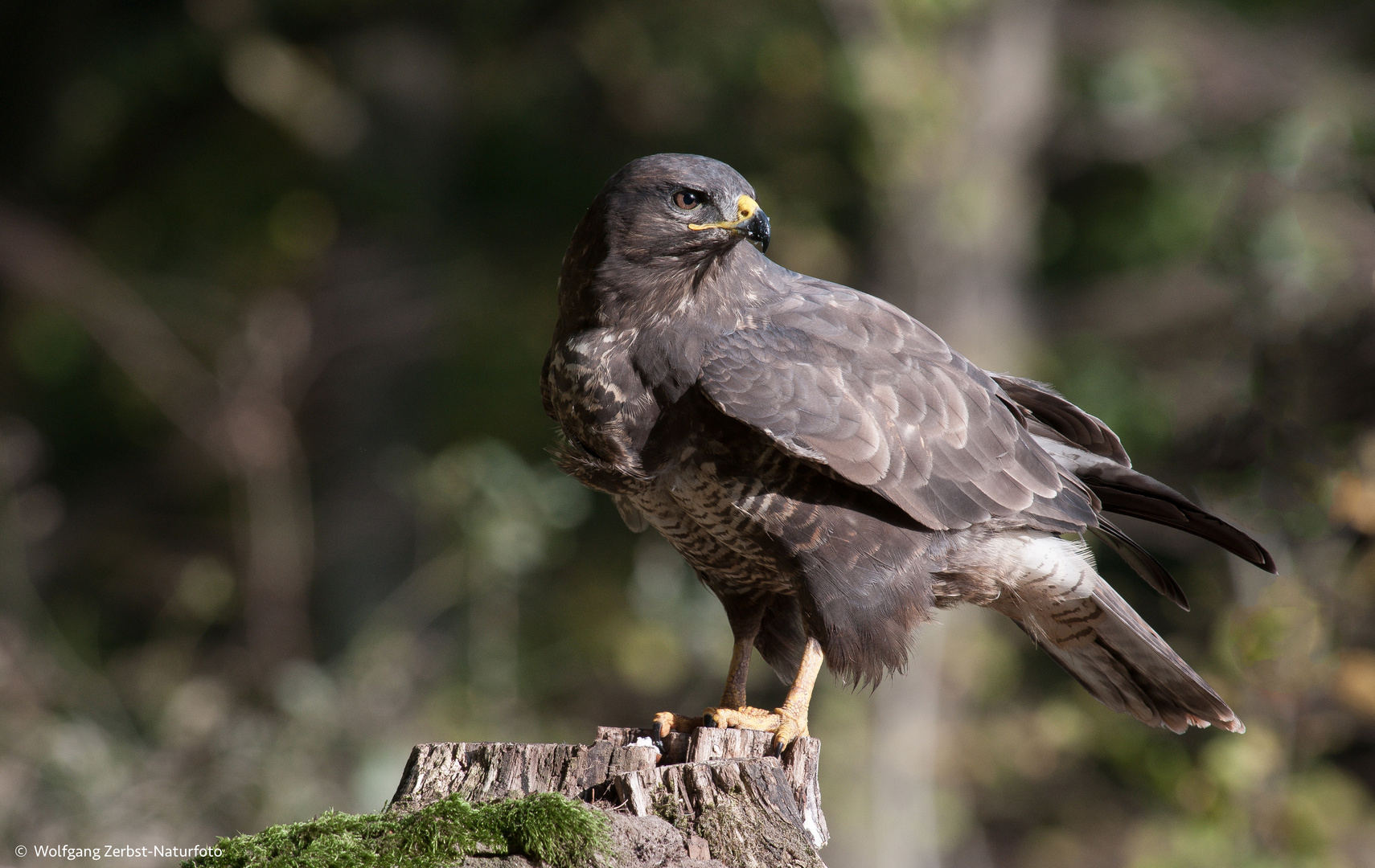 " Bussard 2 " Foto & Bild | fotos, world, natur Bilder auf fotocommunity