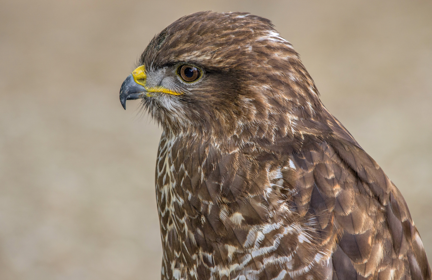 Bussard (2) Foto & Bild | tiere, wildlife, natur Bilder auf fotocommunity