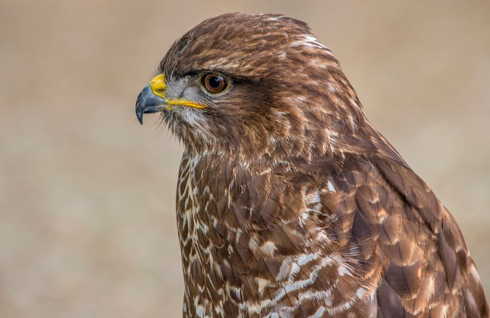 Bussard (2) Foto & Bild | tiere, wildlife, natur Bilder auf fotocommunity