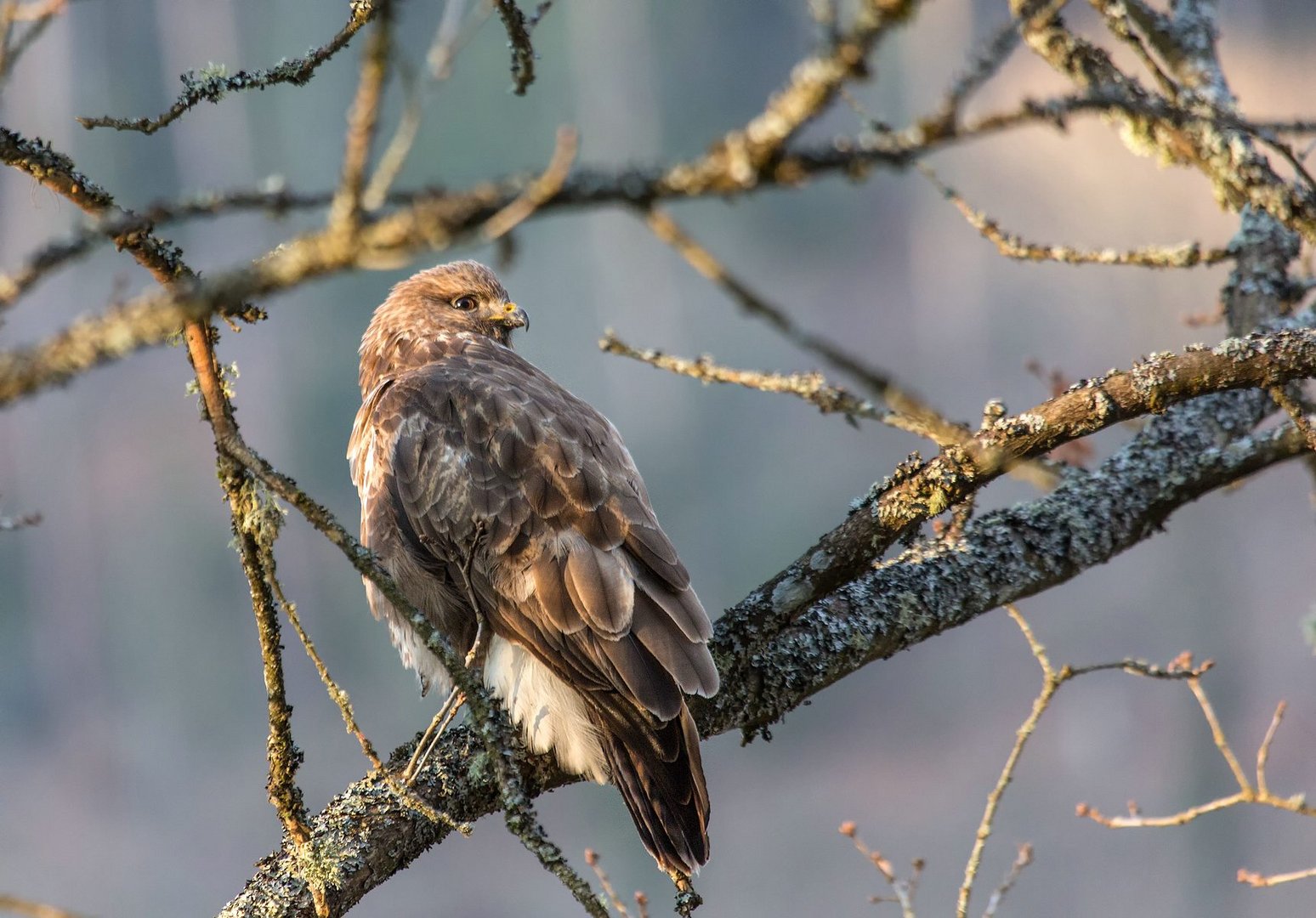 Bussard 2 Foto & Bild | tiere, wildlife, natur Bilder auf fotocommunity