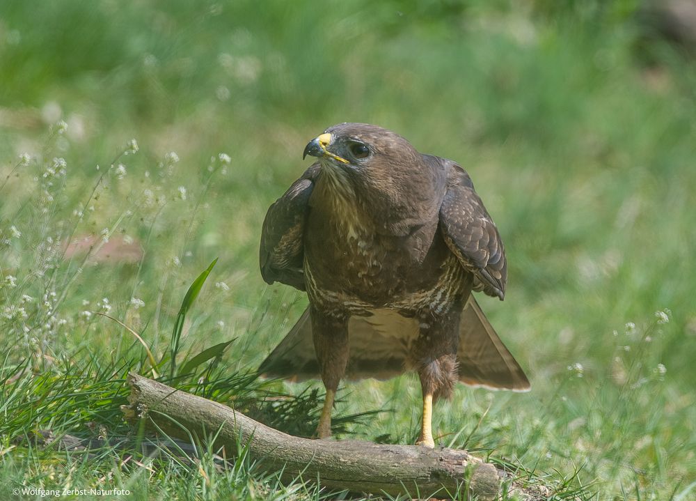 -- Bussard 2 -- Foto & Bild | fotos, world, natur Bilder auf fotocommunity
